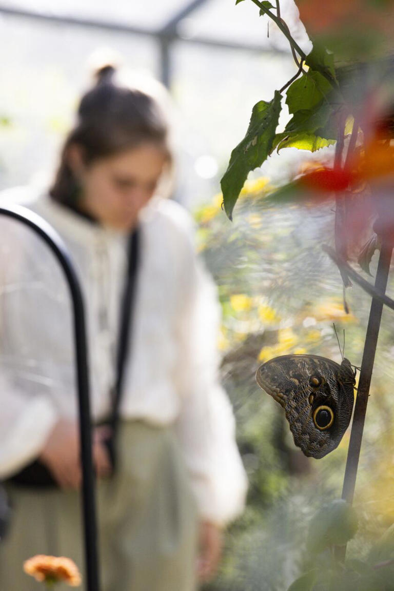 Photos: Butterfly Pavilion nets wide-eyed visitors