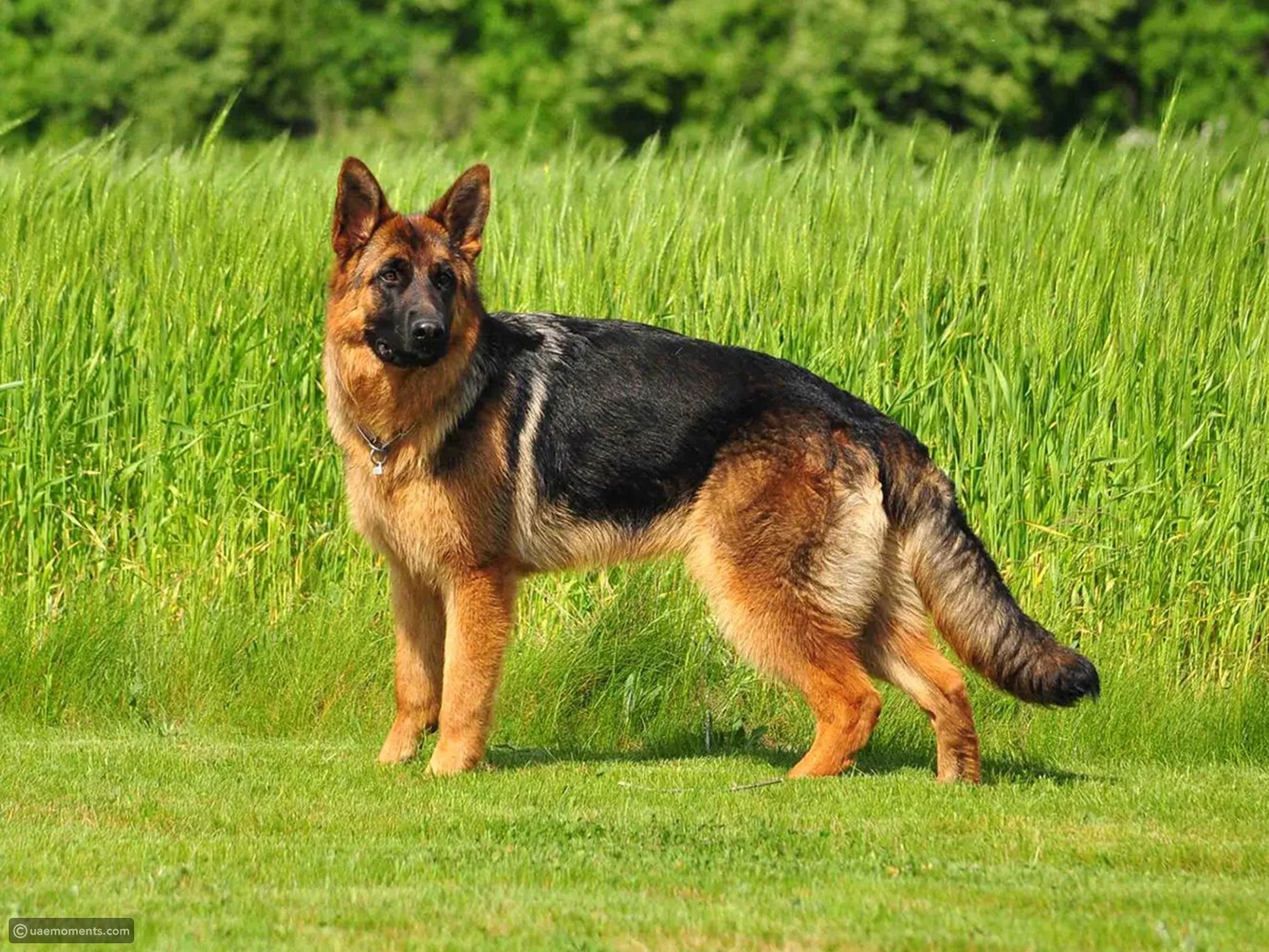 Paw-tection squad: Dog breeds for home protection
