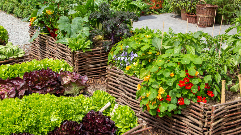 These 10 fruits and vegetables don't belong in raised beds