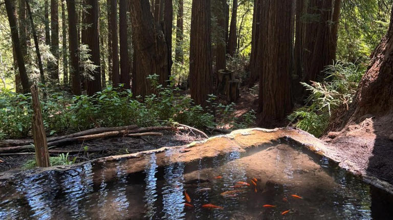 The 5 most unusual and unique things to do in Santa Cruz, according to ...