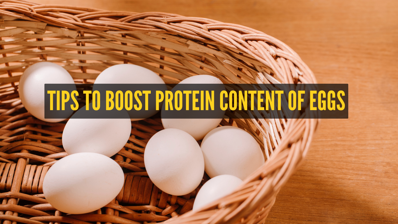 5 foods to combine with eggs to boost protein content and the right way ...