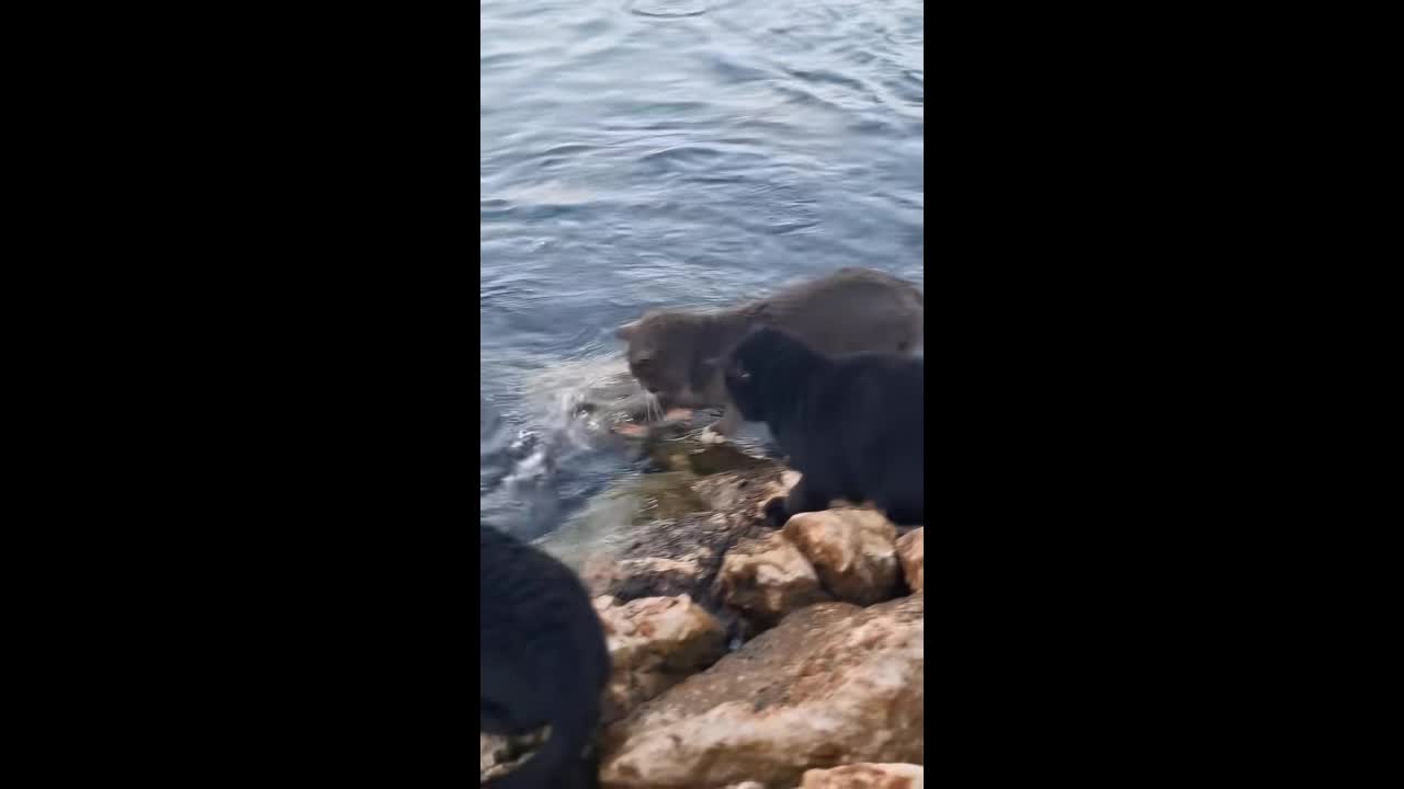 Cats fight over fish before one steals it in Yunnan, China