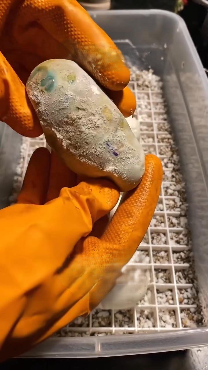 Hatching pied ball pythons!