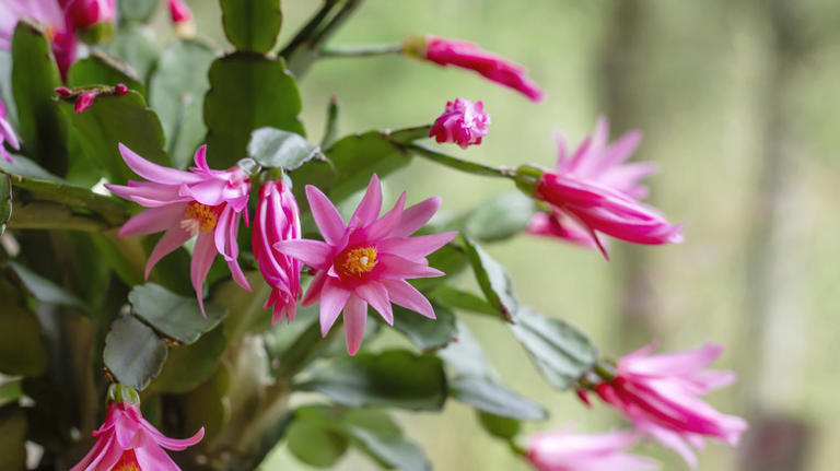 How to get an Easter cactus to bloom on time