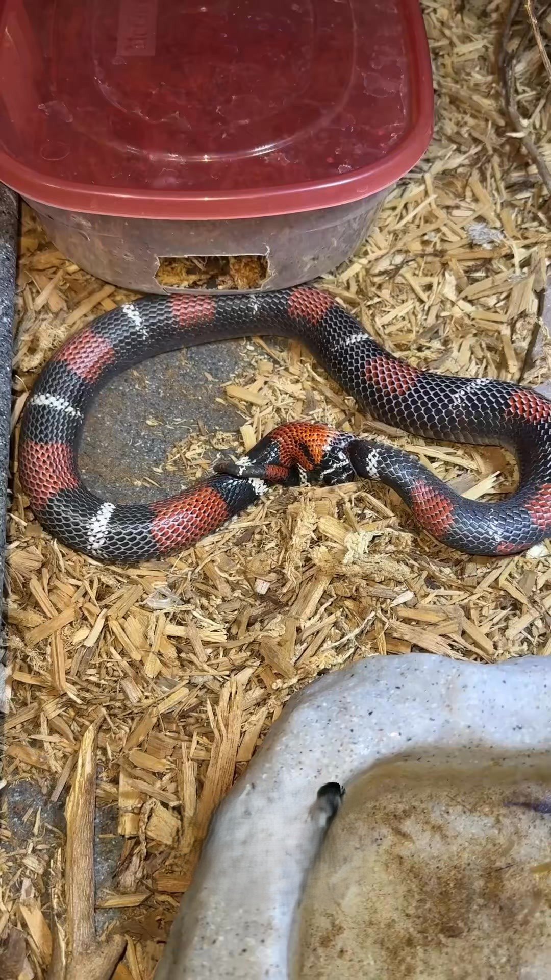 Loraine is one of my most ferocious eaters. She sometimes gets so ...