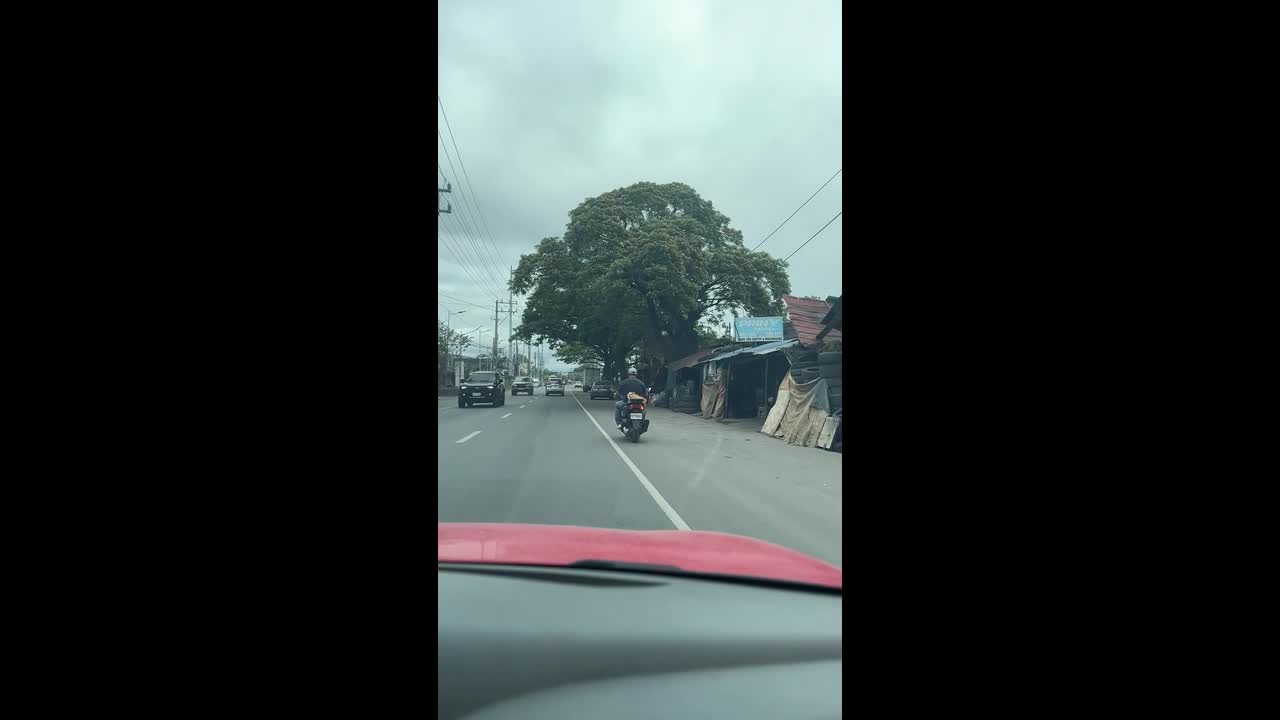 Pomeranian living his best life riding pillion on motorcycle