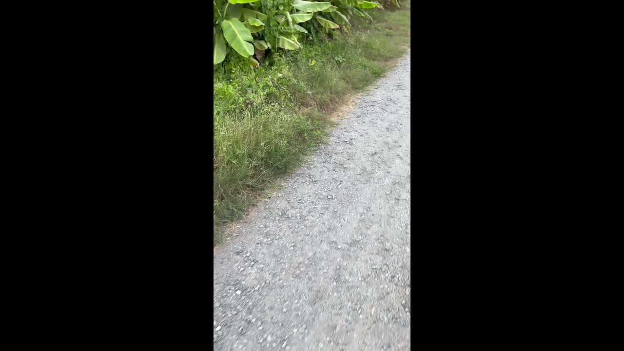 Kind residents rescue kitten from bush