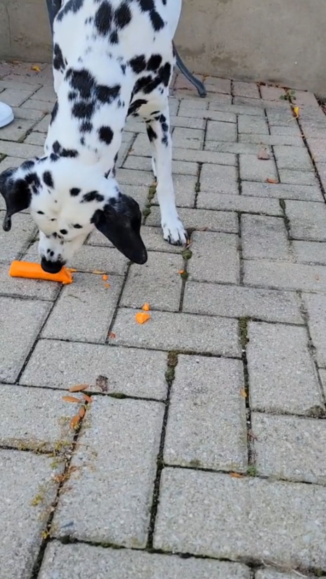 Sweet Blind Dog Enjoys Carrots Heartwarming Pet Moment