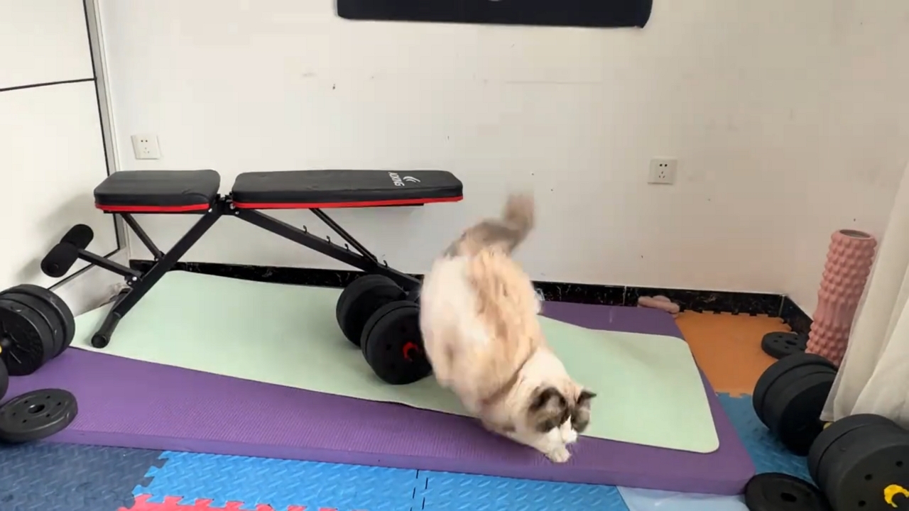 Ragdoll cat jumps and chases teaser during playtime in Shandong, China