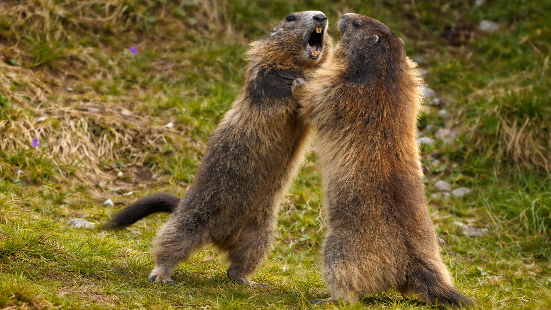 An unexpected clash between two marmots caught on camera