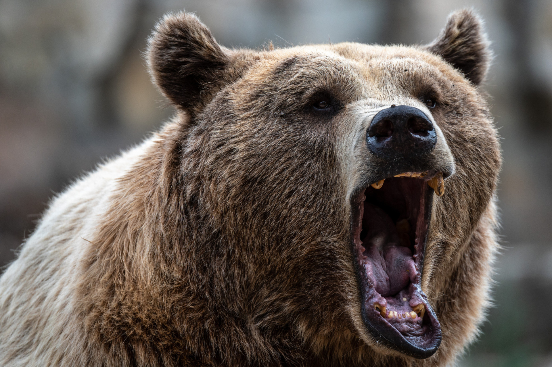 Different types of bears and how to stay safe around one