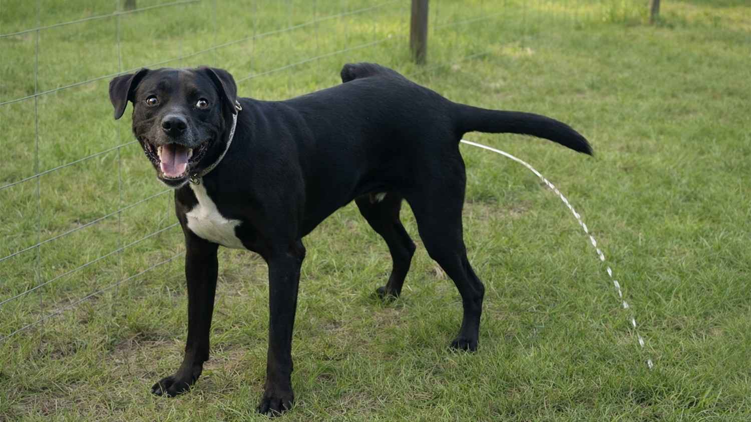 Hond glimlacht terwijl hij buiten rommel maakt
