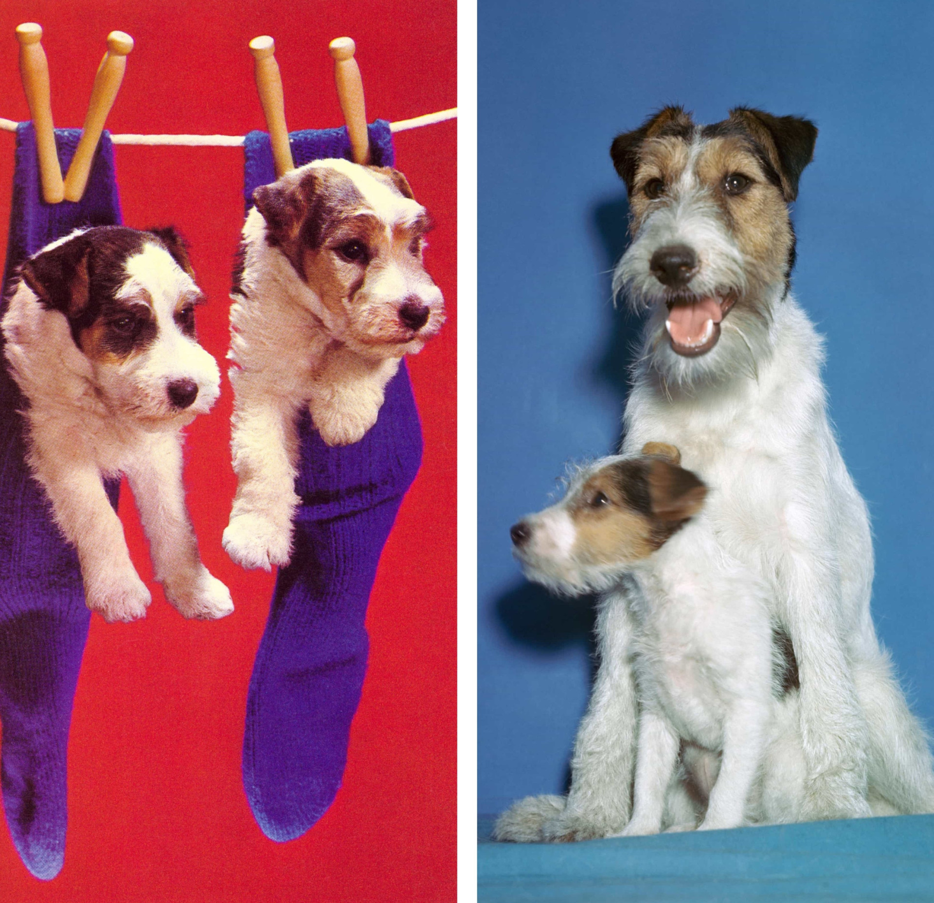 Vintage pics of puppies of days past