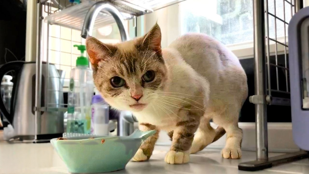 No one could touch this cat – then one moment changed everything