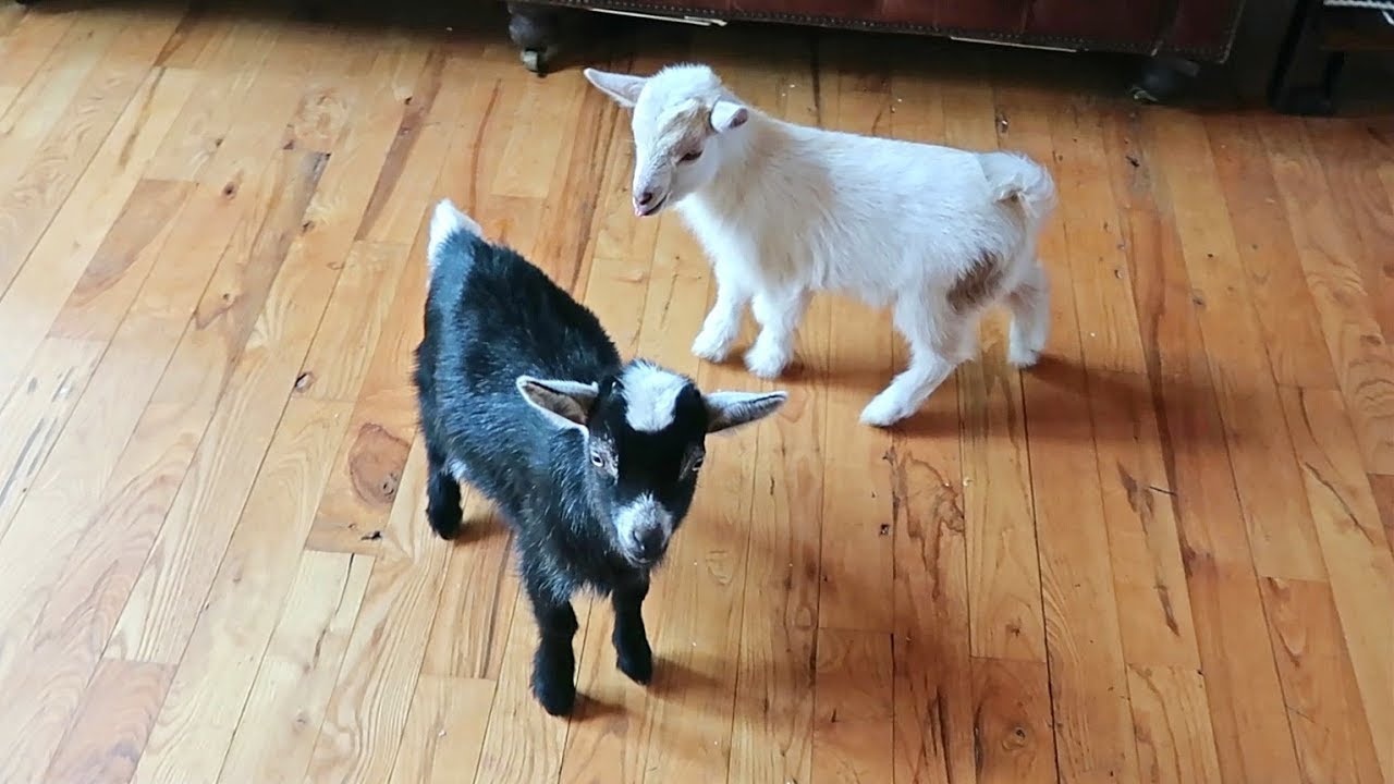 Two baby goats meet - and their reactions are priceless