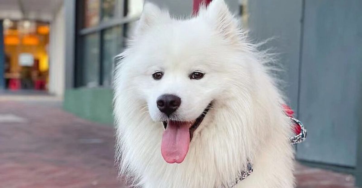 18 dog breeds that are so naturally charming they make strangers smile ...