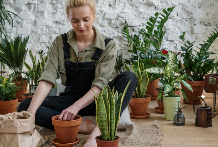10 beautiful plants that are perfect for small open spaces of your home