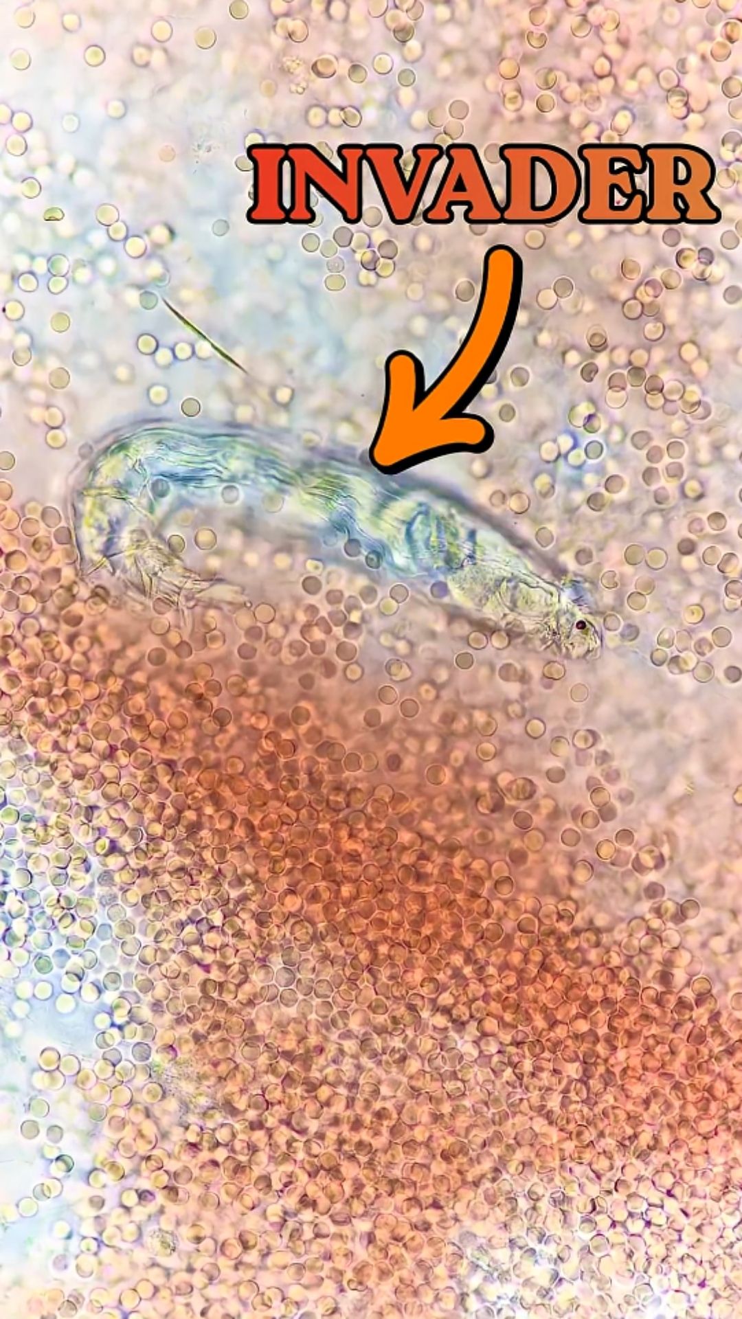 What happens when microplastics enter your blood