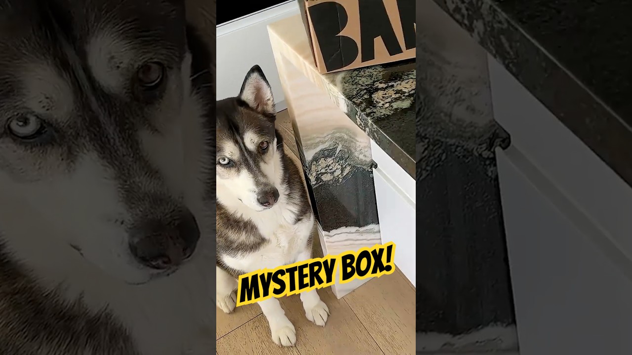Watch as we open mystery box filled with dog treats
