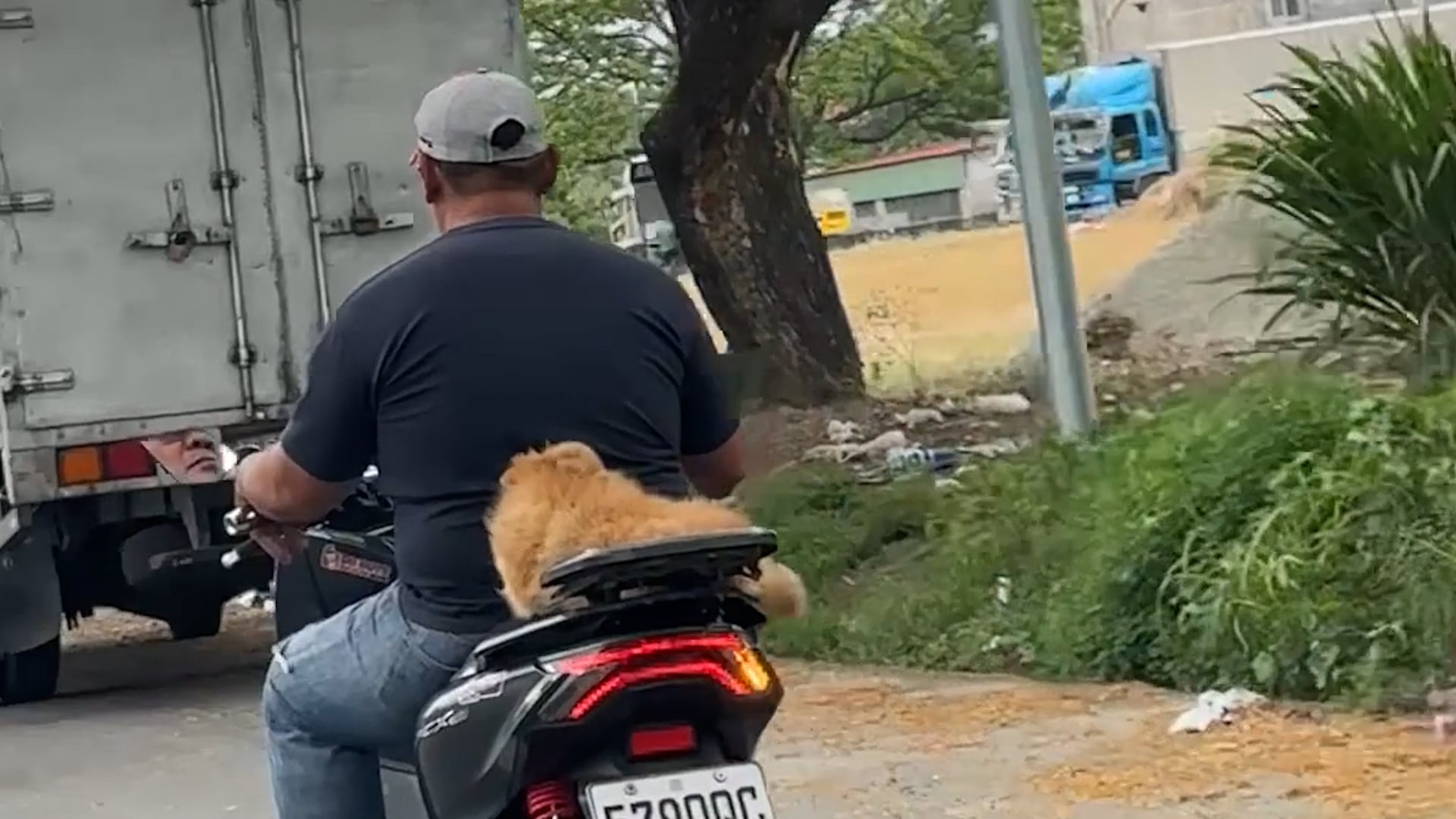 Pomeranian living his best life riding pillion on motorcycle