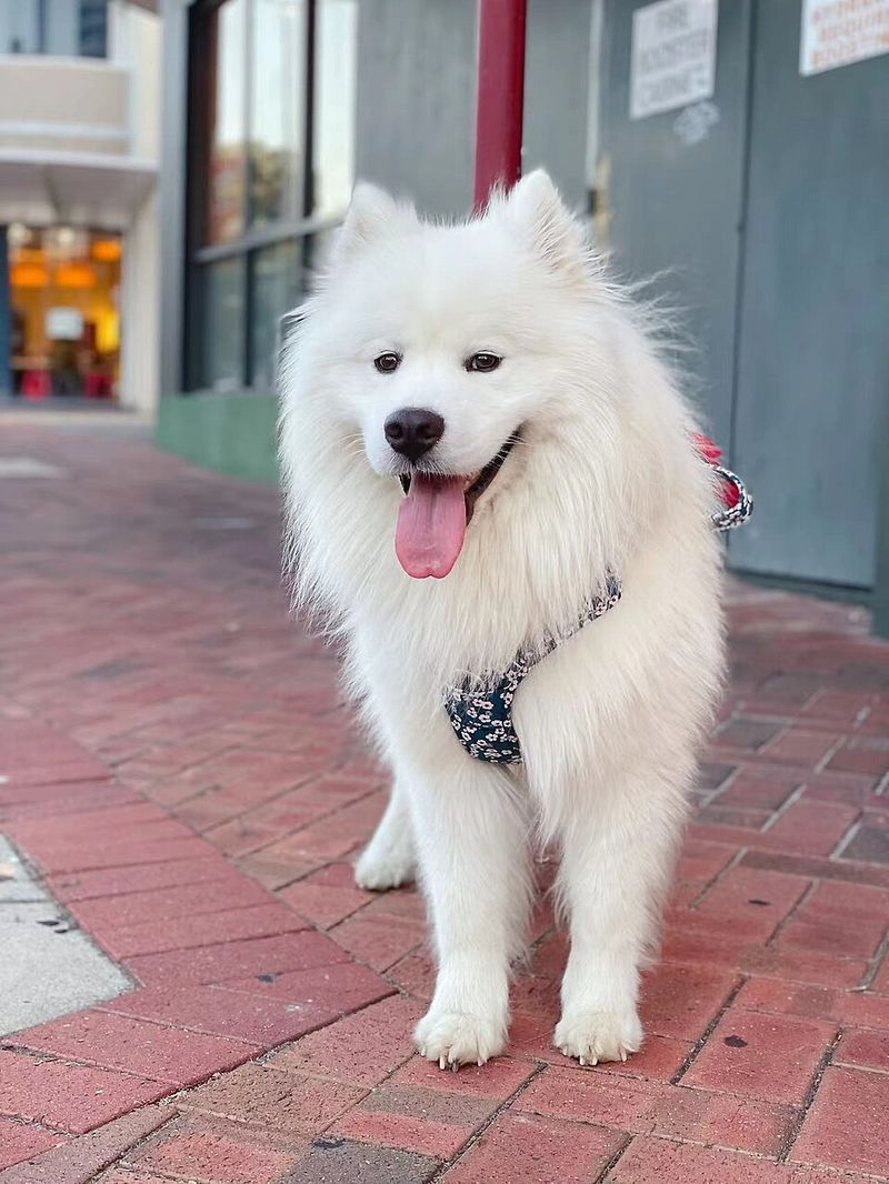 18 dog breeds that are so naturally charming they make strangers smile ...