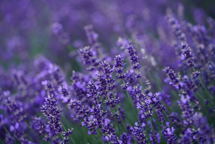 10 beautiful plants that are perfect for small open spaces of your home