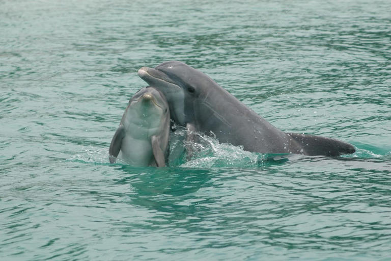 How dolphins communicate – new discoveries from a long-term study in ...