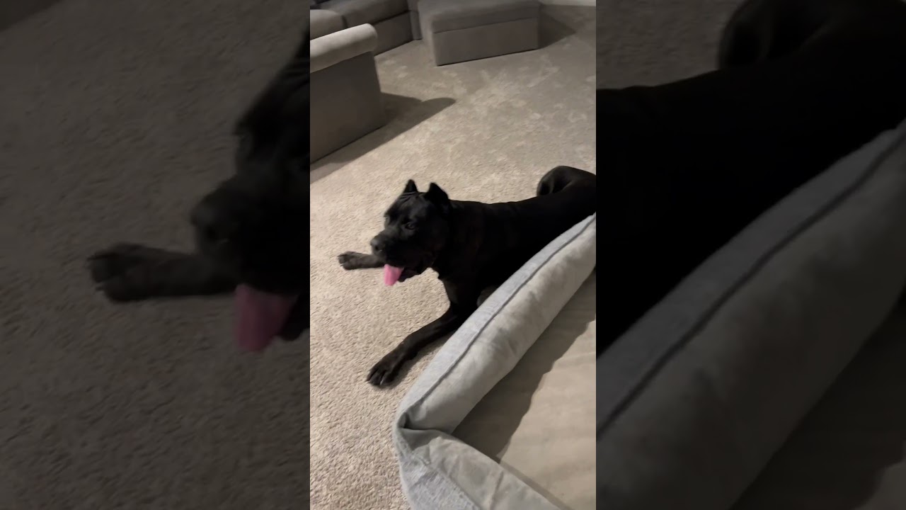 Naughty dog loves talking back to his human owners