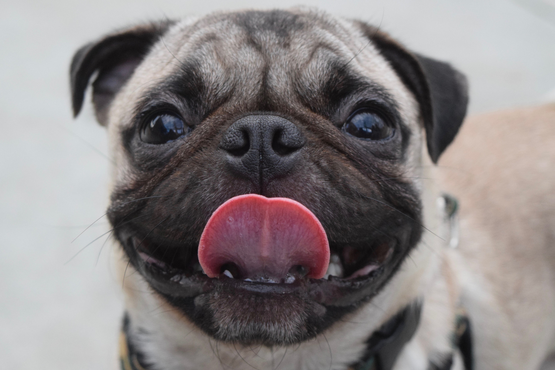 The 30 most popular dog breeds in the world