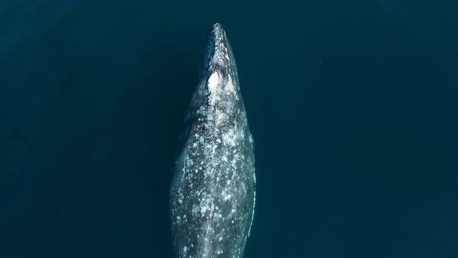 Stunning footage shows whale creating rainbow with spout