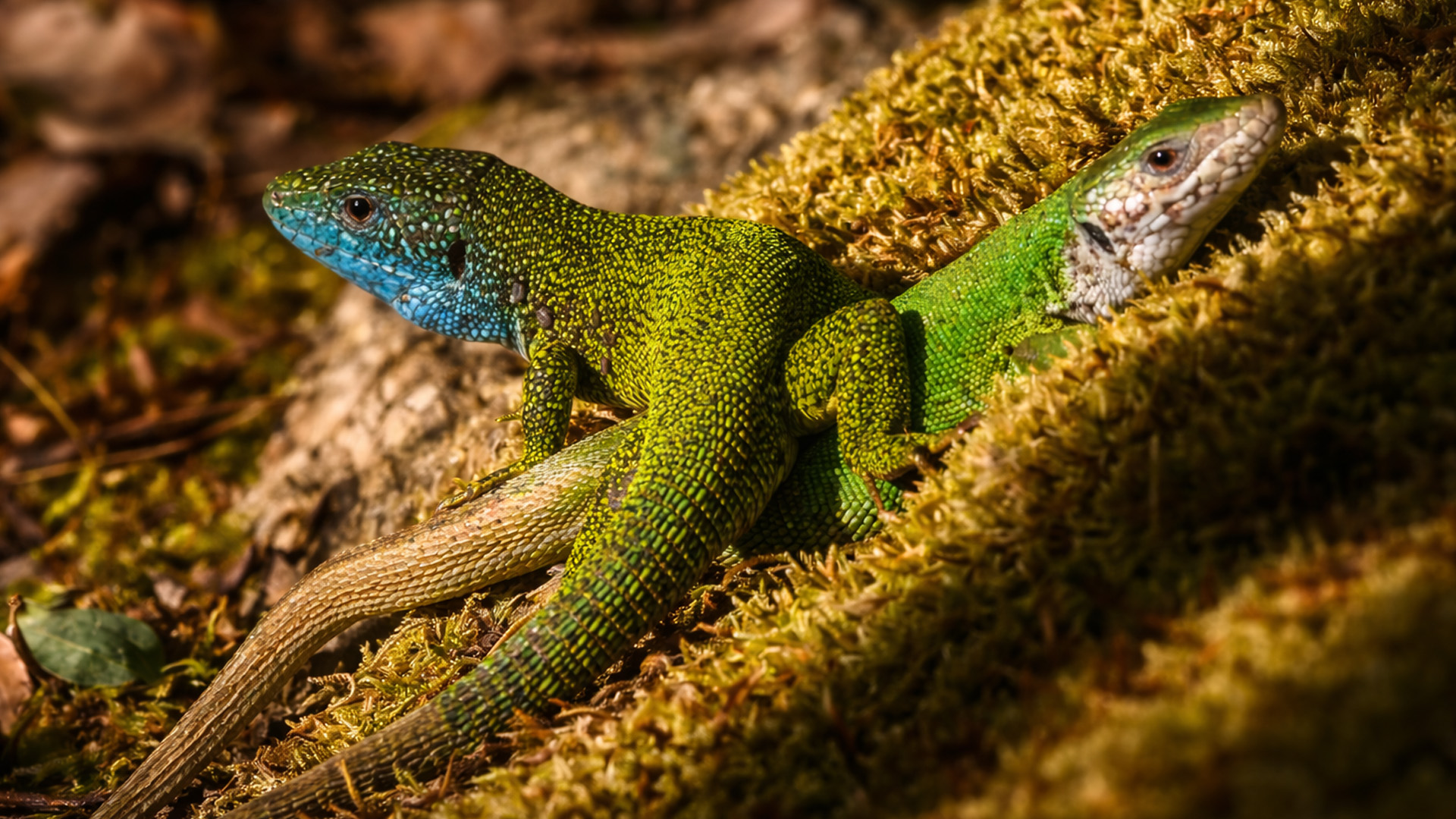 Wildlife camera captures a close moment between two lizards
