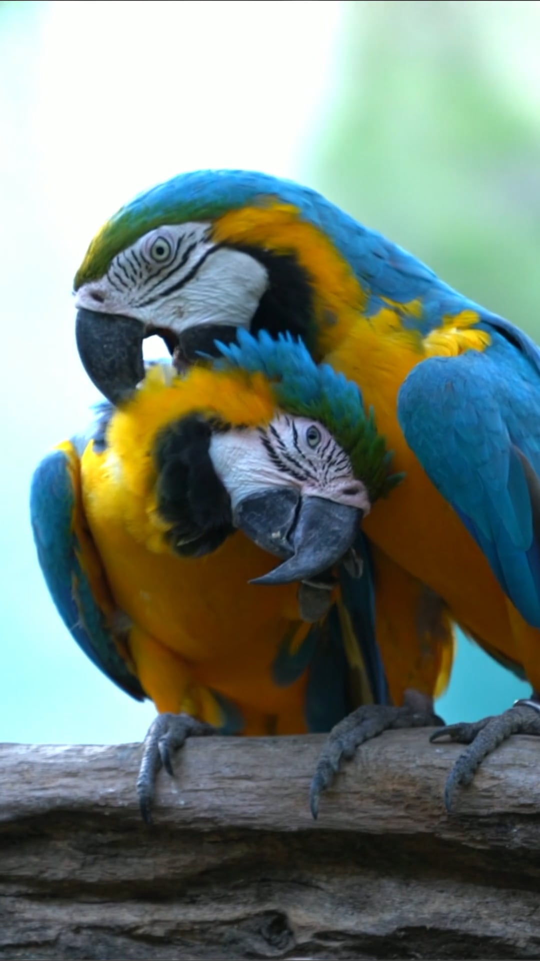 Macaws: Up close with the colorful, long-tailed parrots