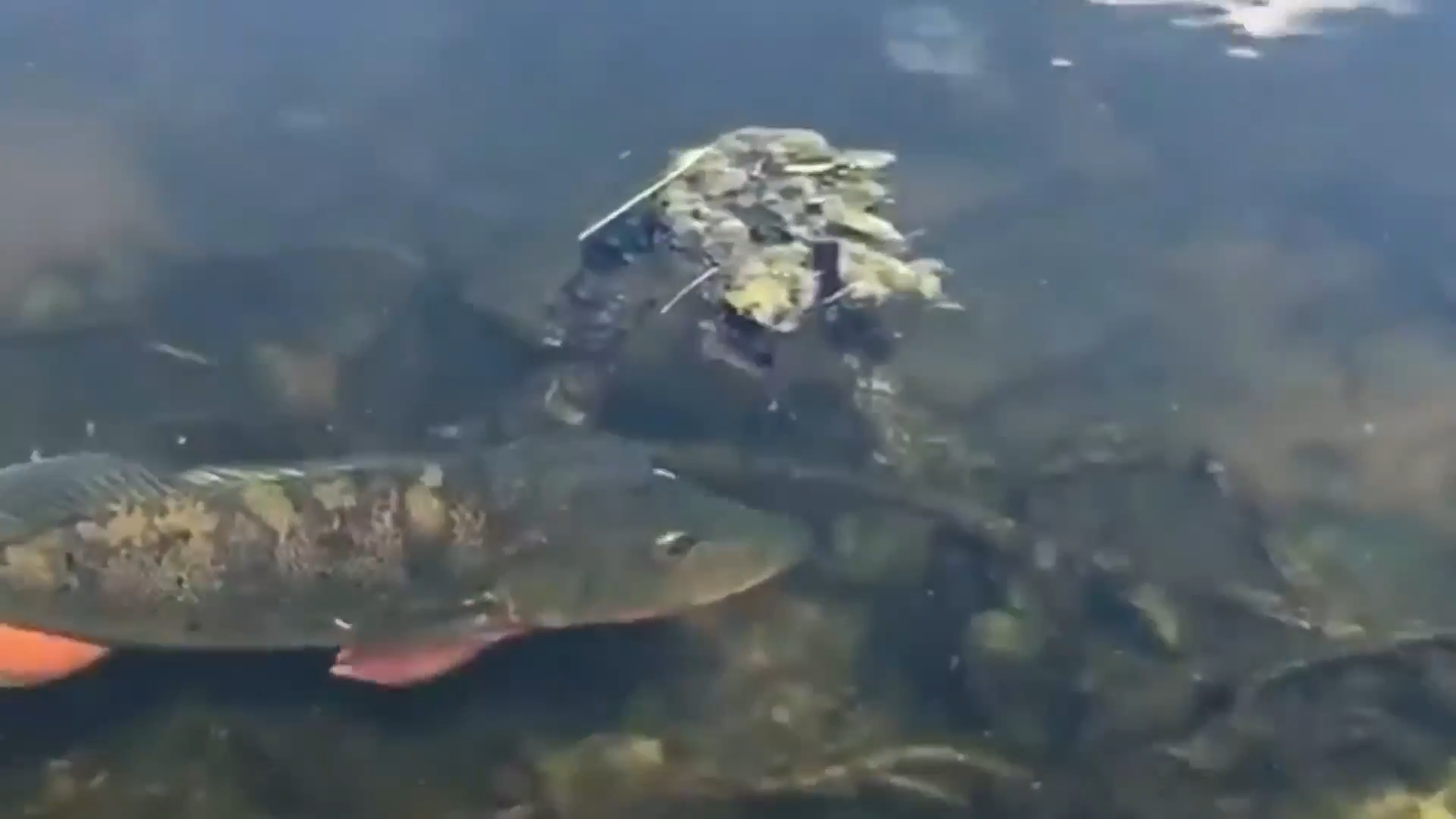 They caught a “mutant” fish then brought it home