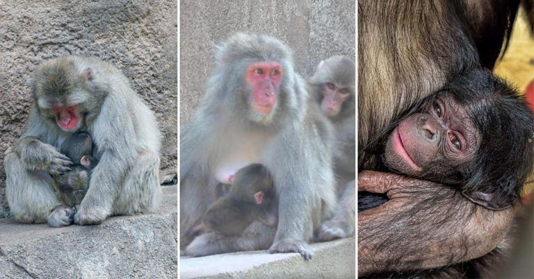 Milwaukee Zoo sees 'baby boom' with 3 monkeys born in the span of weeks