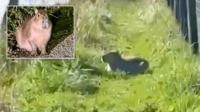 Where is Samba the missing capybara? Sniffer dogs join search after ...