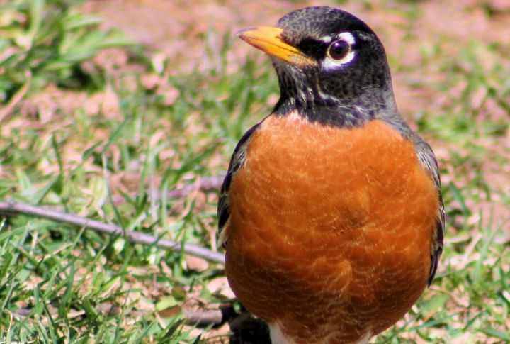 The fascinating symbolism of birds you see every day