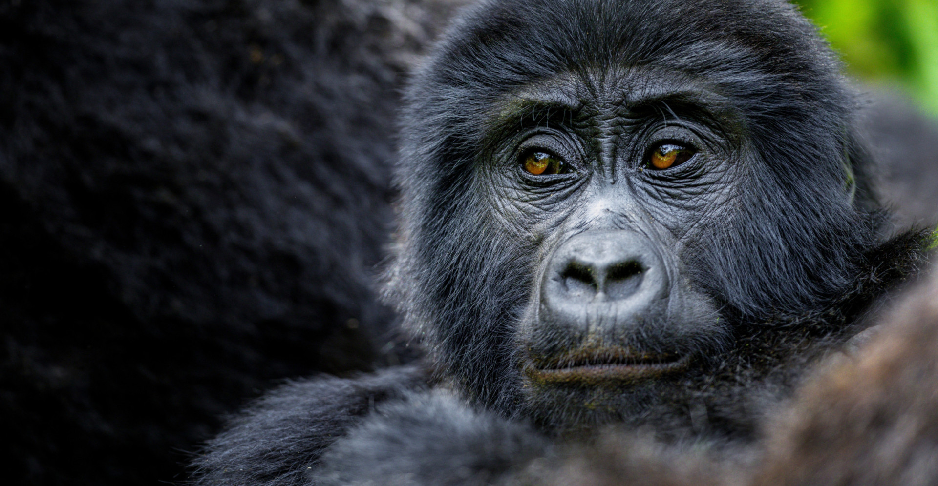 The most endangered animals in Africa