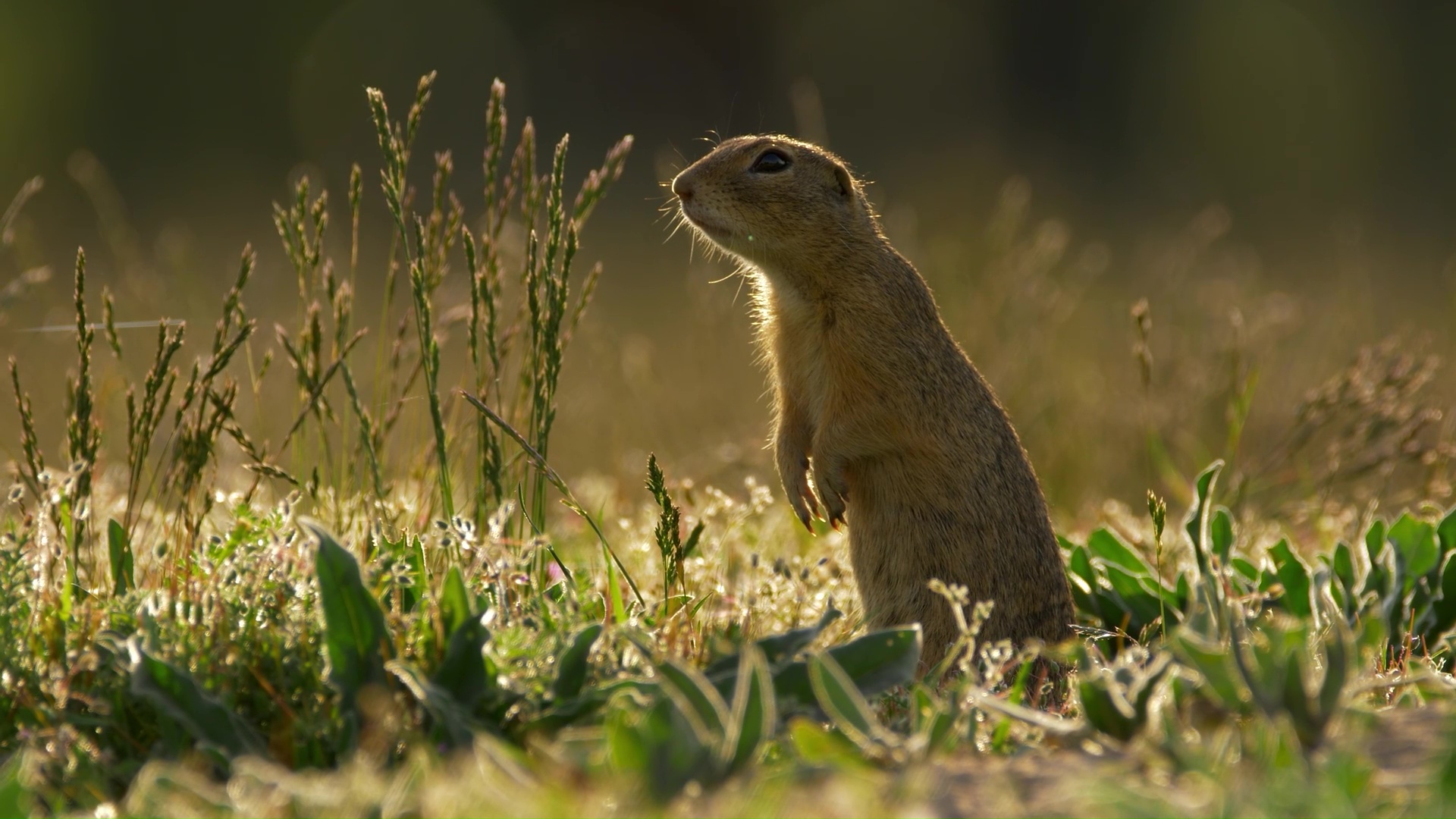 Ardilla detecta peligro y se queda quieta