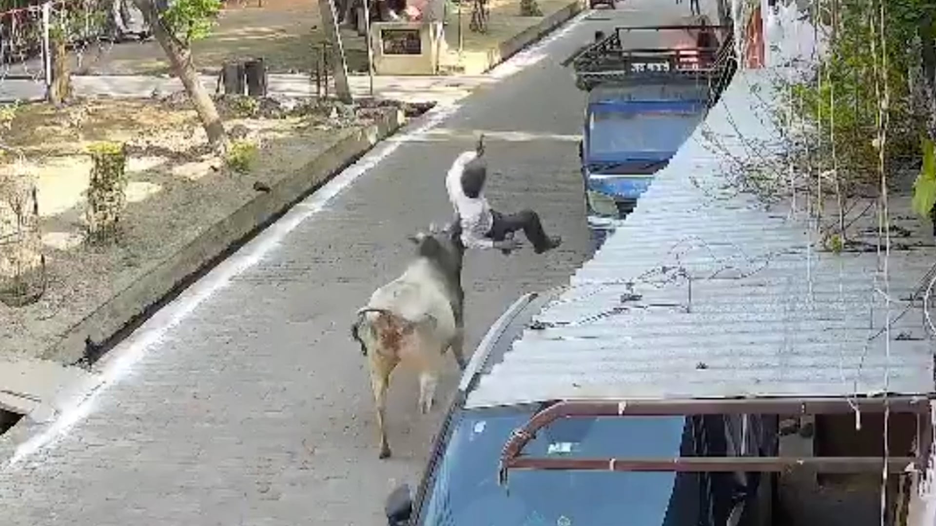 Terrifying moment stray bull chases man and tosses him into the air