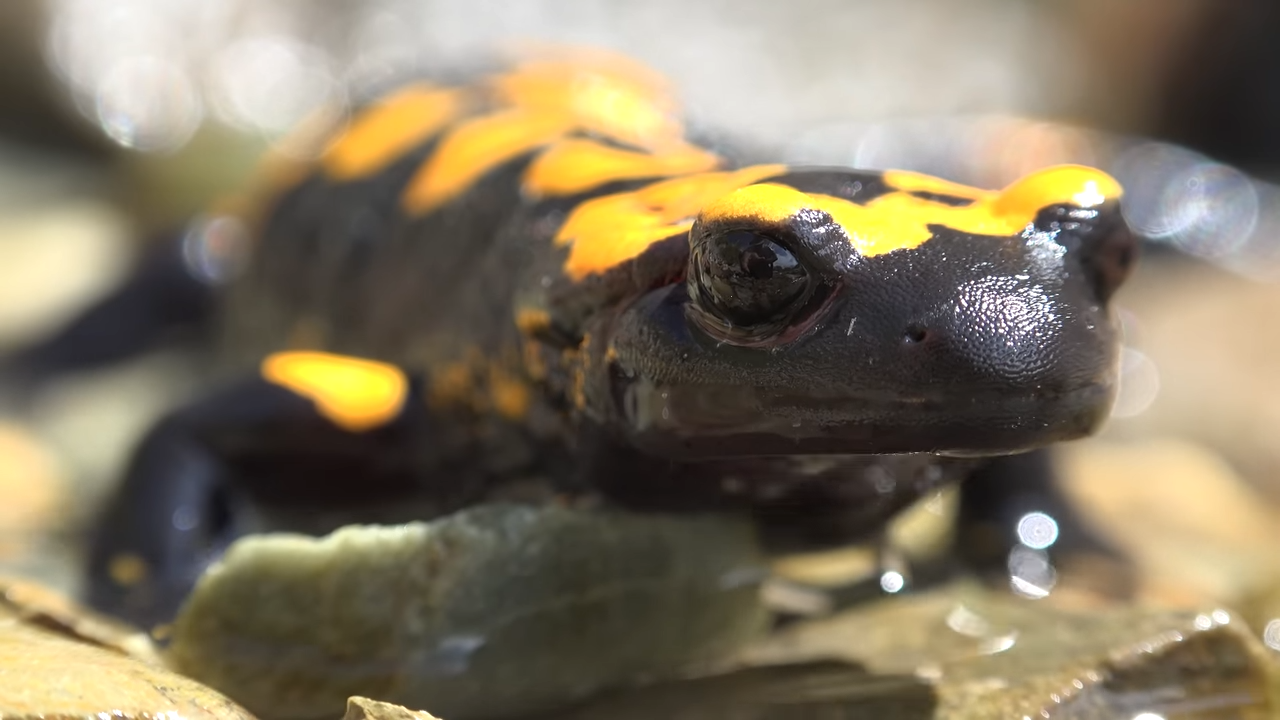 Watch what happens when an animal recreates a limb after amputation