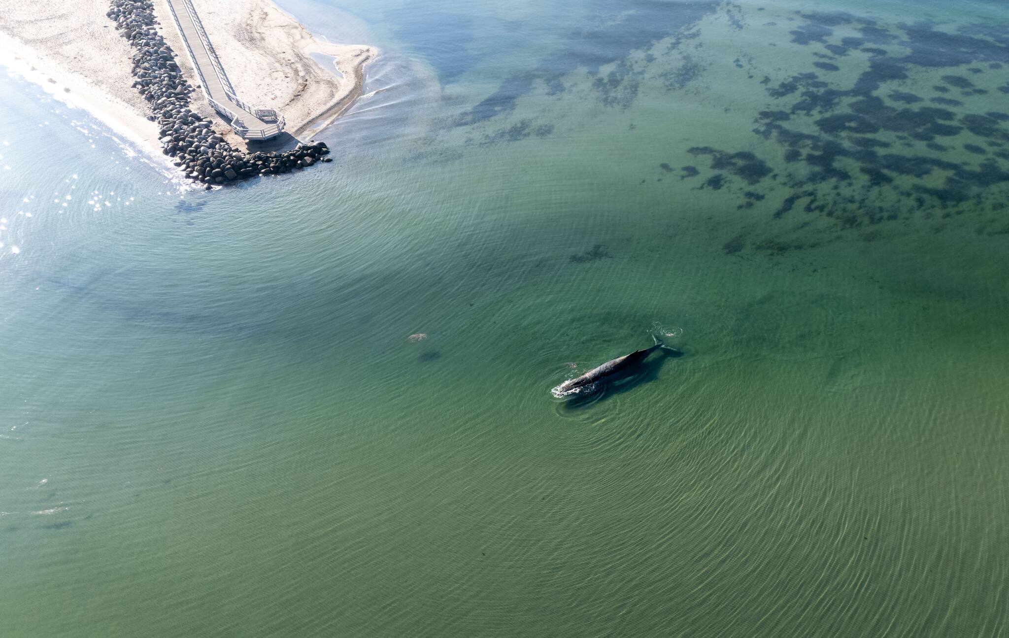 Liveticker: Wal vor Niendorf gestrandet - Rettungsaktion läuft