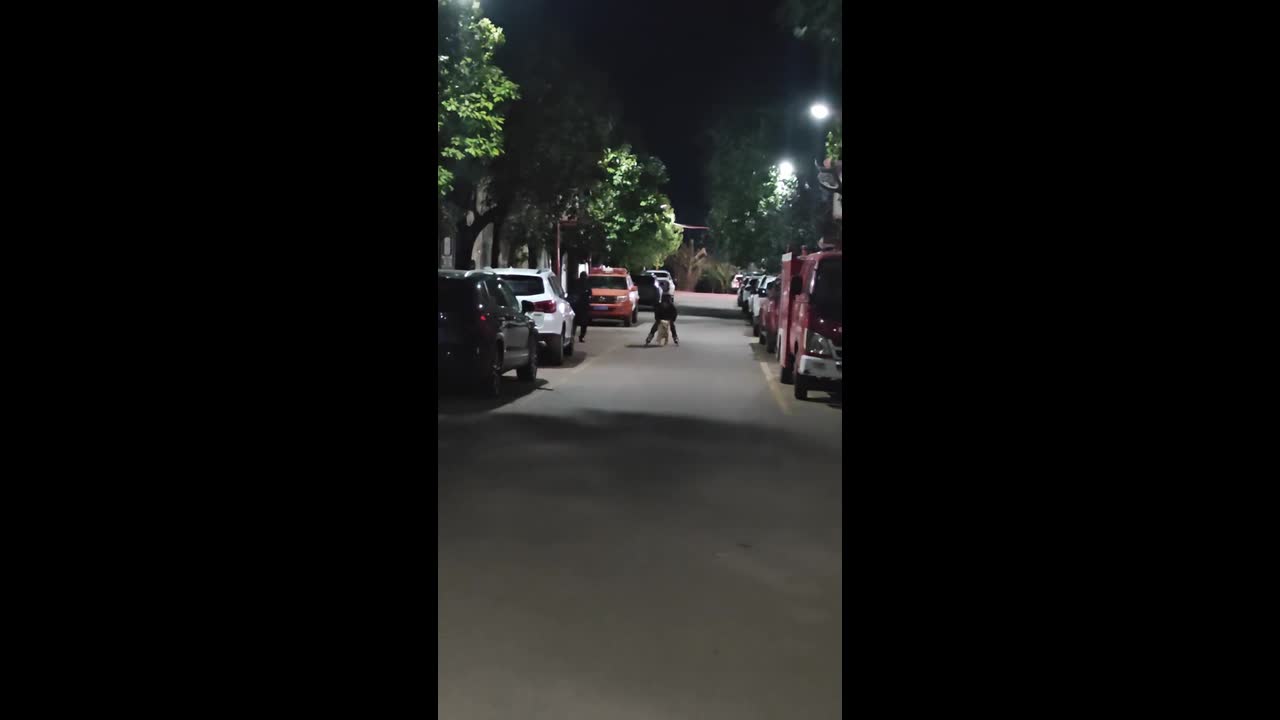 Golden retriever runs between person’s legs while roller skating in ...