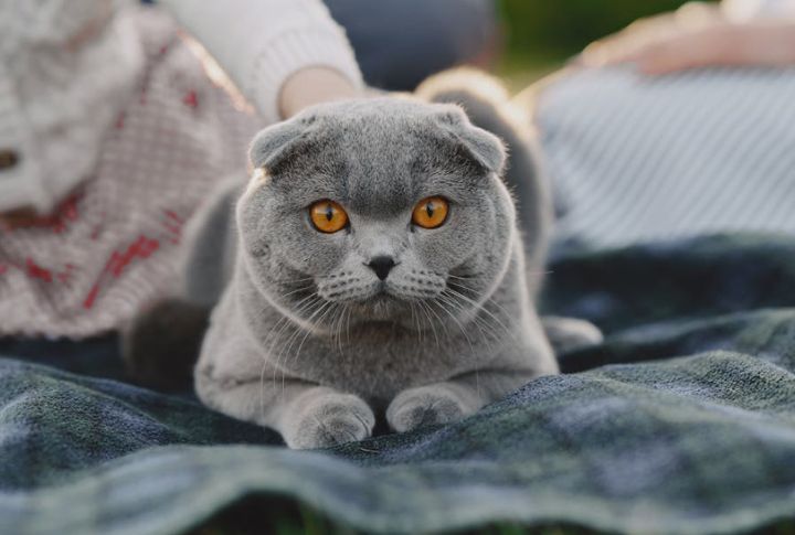 10 cat breeds that rule the household