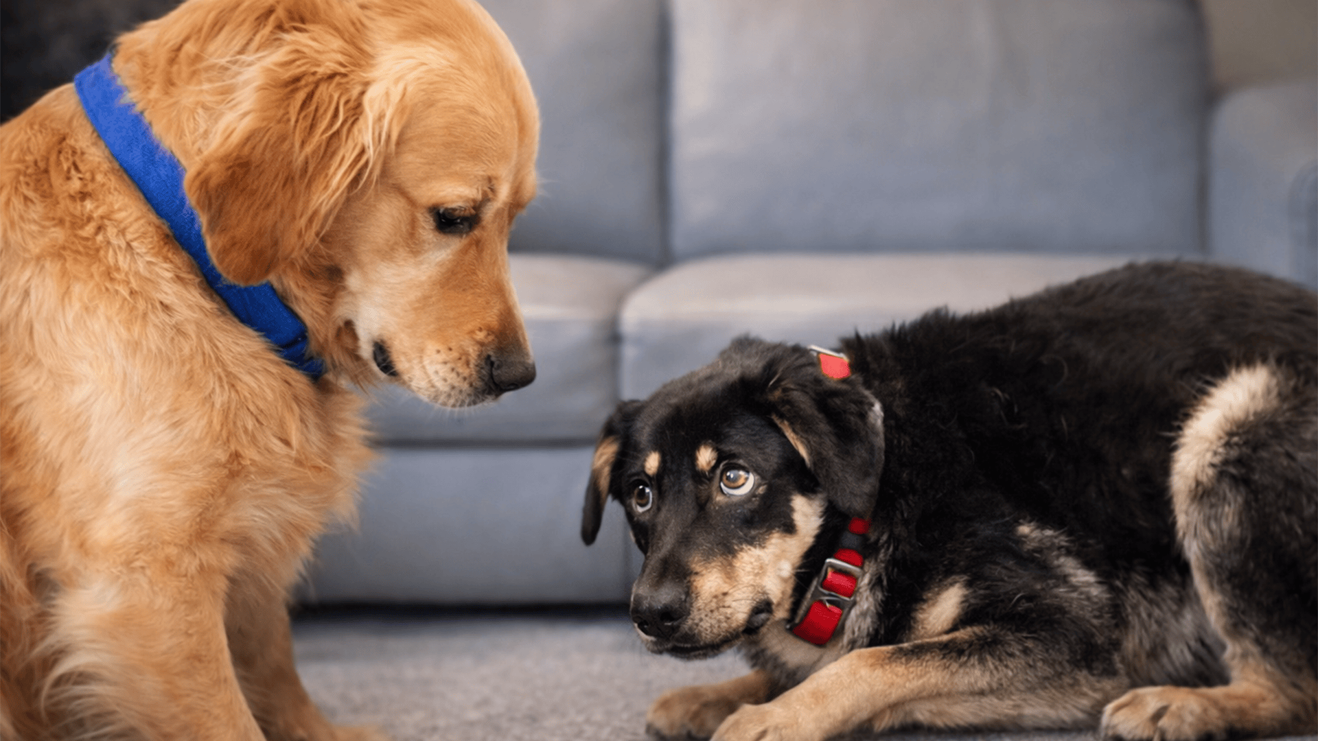 Golden retriever comforts a frightened rescue puppy