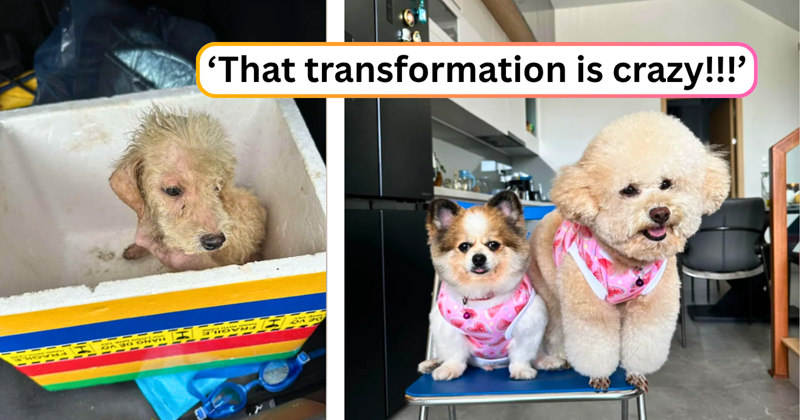 Kind couple steps in after seeing a skinny beach dog being mistreated ...