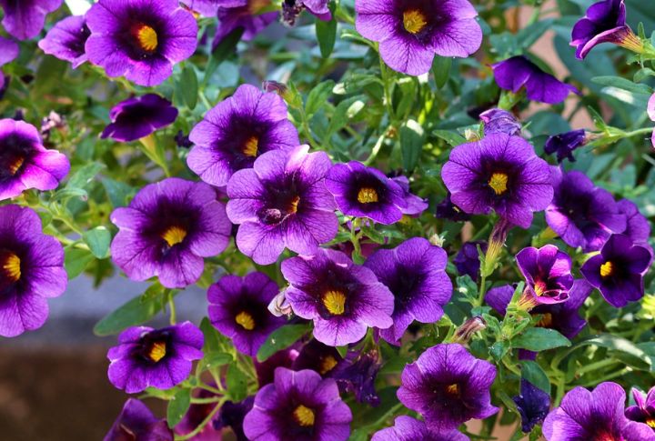 10 beautiful plants that are perfect for small open spaces of your home