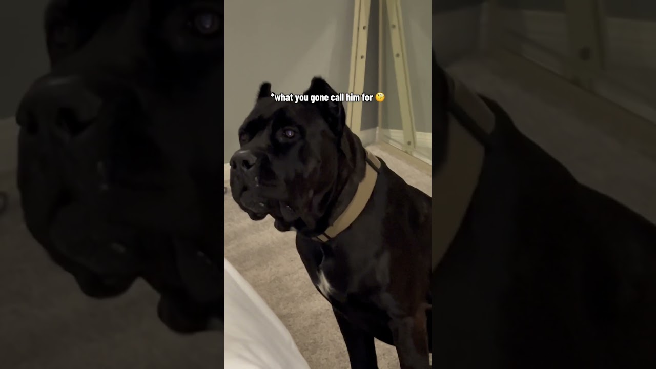 Cane Corso talks back like he always has something to say