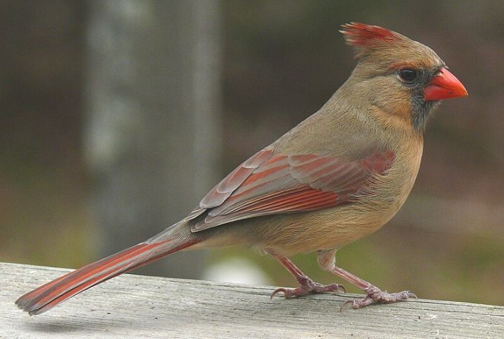 The fascinating symbolism of birds you see every day