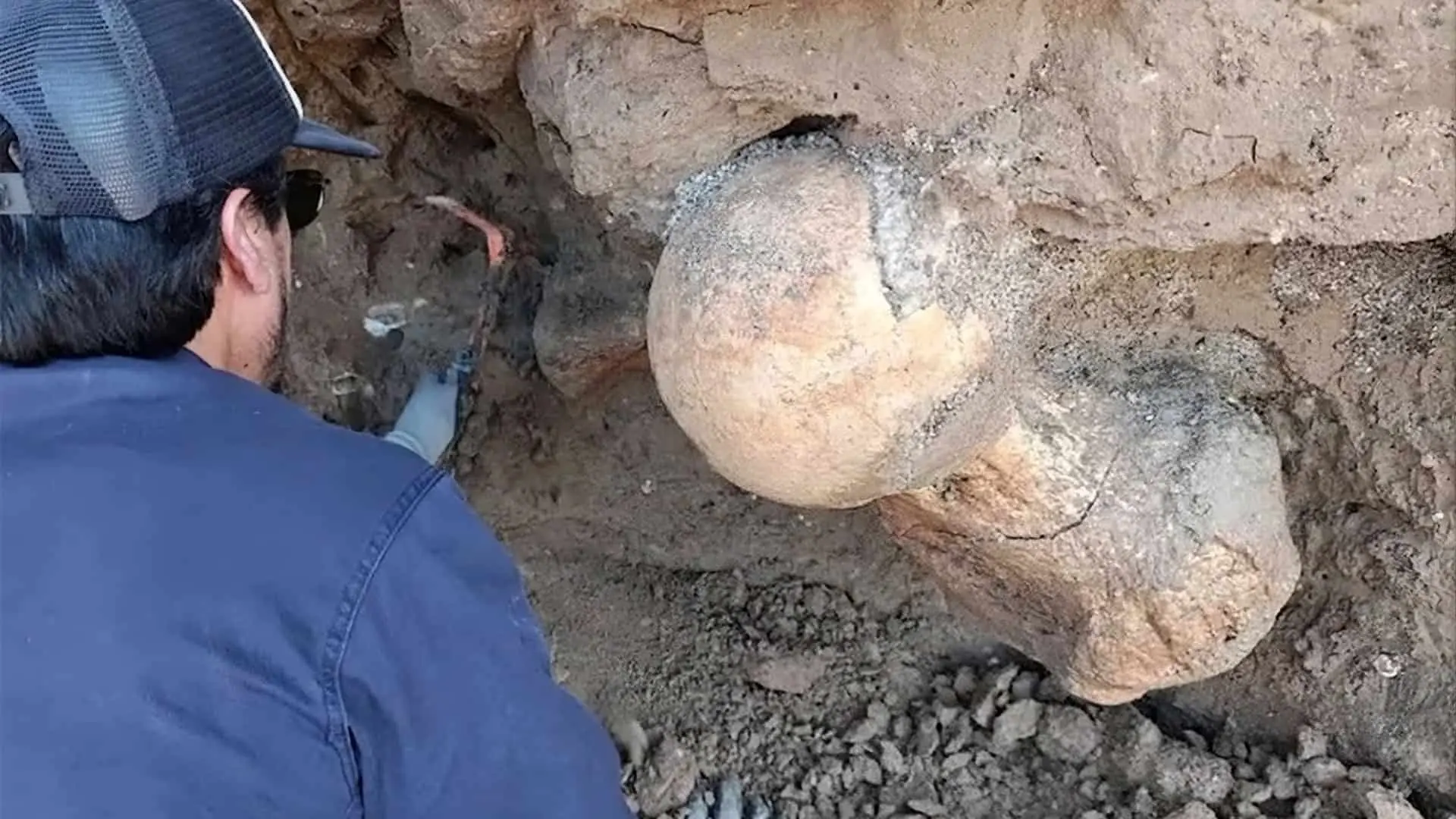 Fóssil raro de preguiça-gigante é encontrado na Argentina