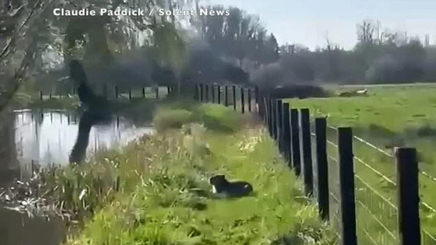 Where is Samba the missing capybara? Sniffer dogs join search after ...